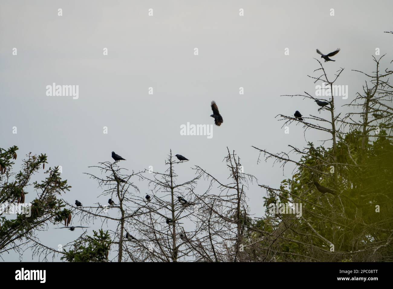 Photos of crows hi-res stock photography and images - Alamy