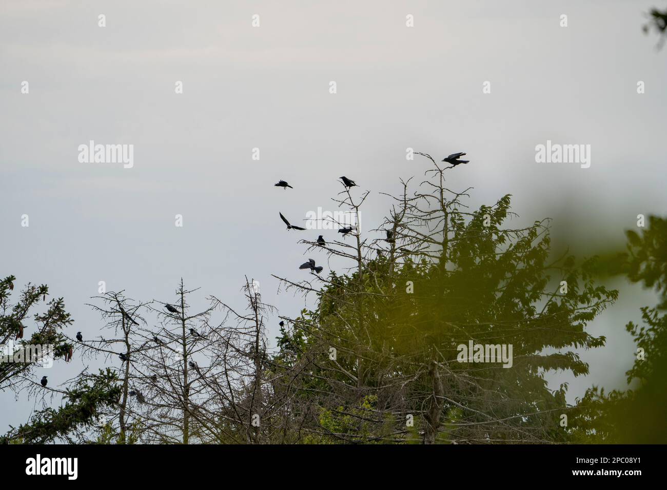 Crows are familiar over much of the continent: large, intelligent, all ...