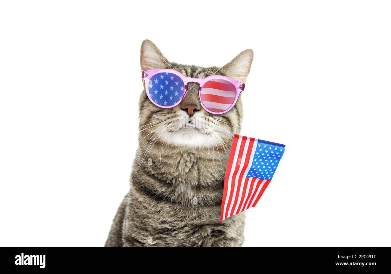 4th of July - Independence Day of USA. Cute cat with sunglasses and ...