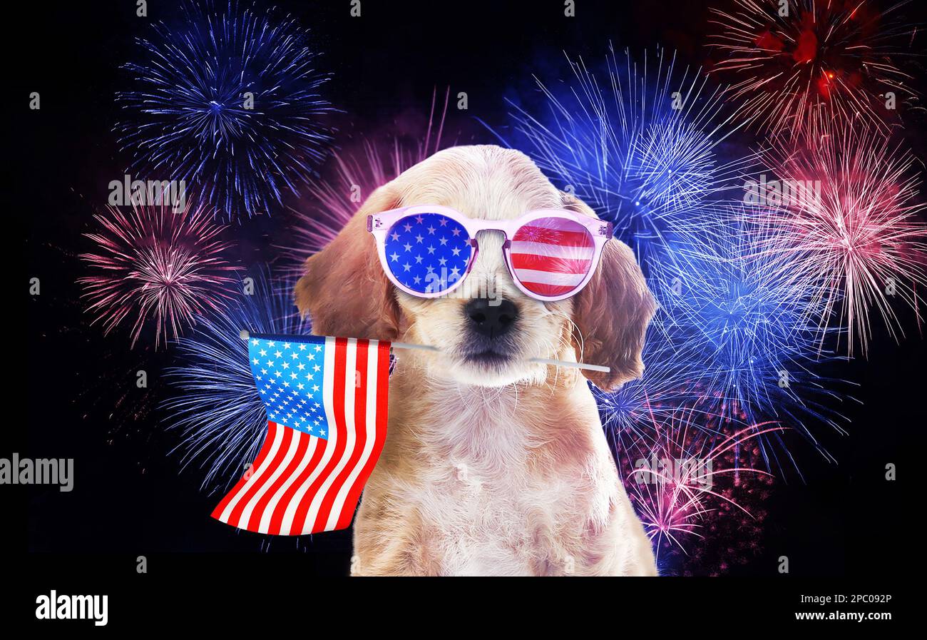 4th of July - Independence Day of USA. Cute dog with sunglasses and ...