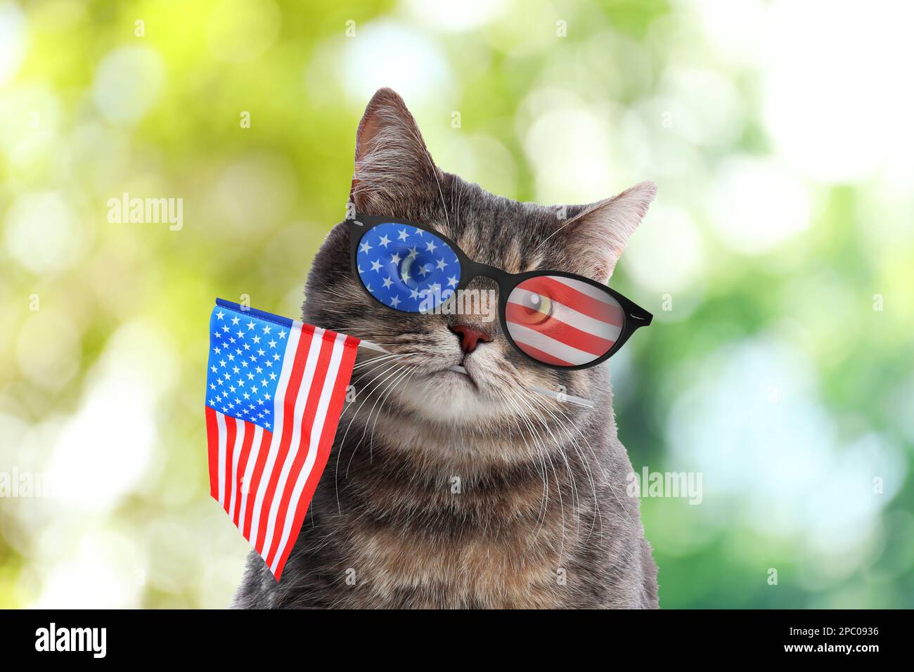 4th of July - Independence Day of USA. Cute cat with sunglasses and American flag on blurred ...
