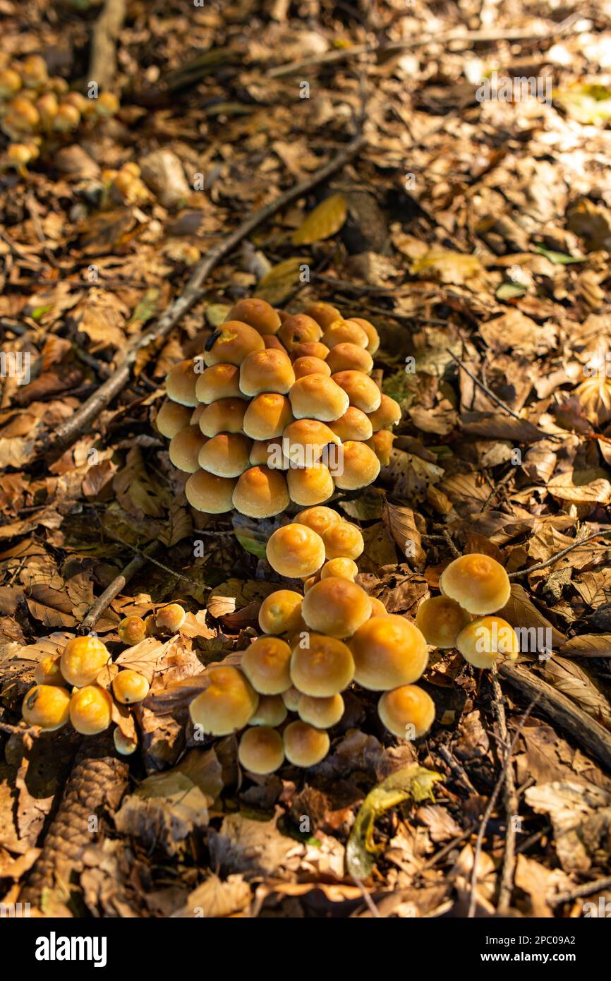 Bunch of wild mushrooms growing on tree stump in the forest in Europe ...