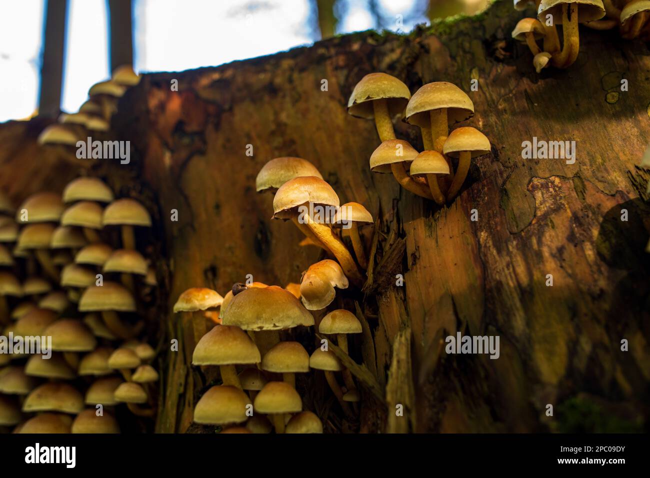 Bunch of wild mushrooms growing on tree stump in the forest in Europe ...