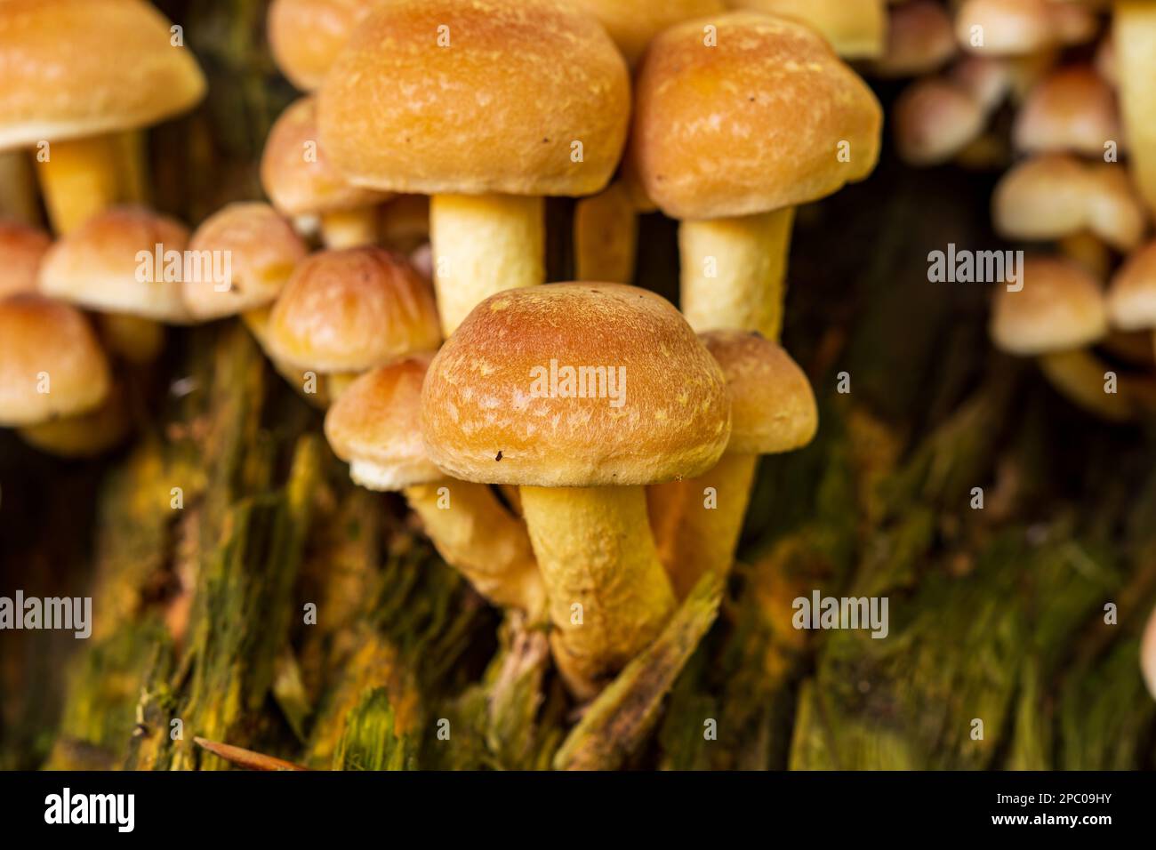 Bunch of wild mushrooms growing on tree stump in the forest in Europe ...