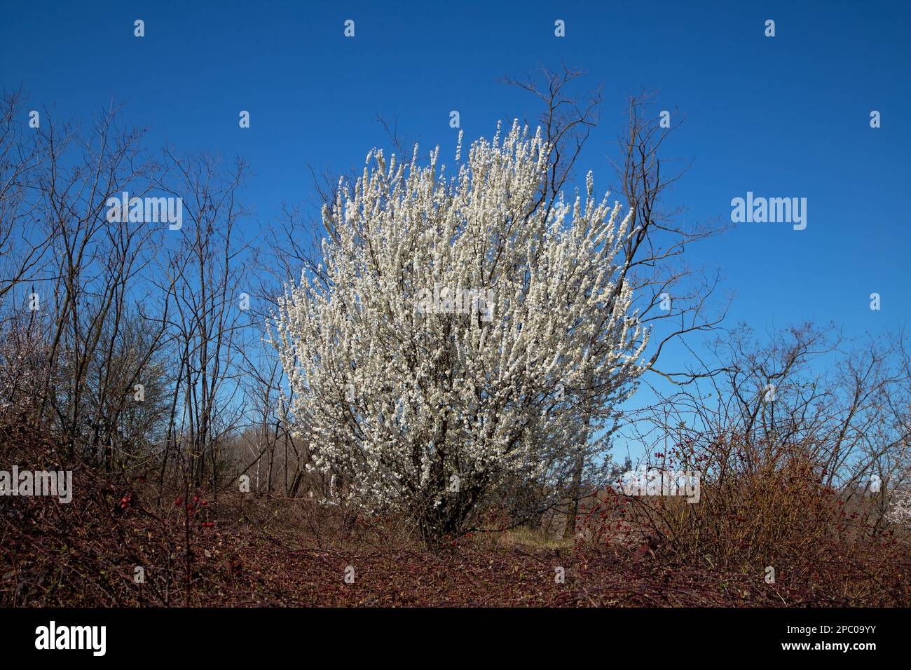 Wild blooming tree hi-res stock photography and images - Alamy