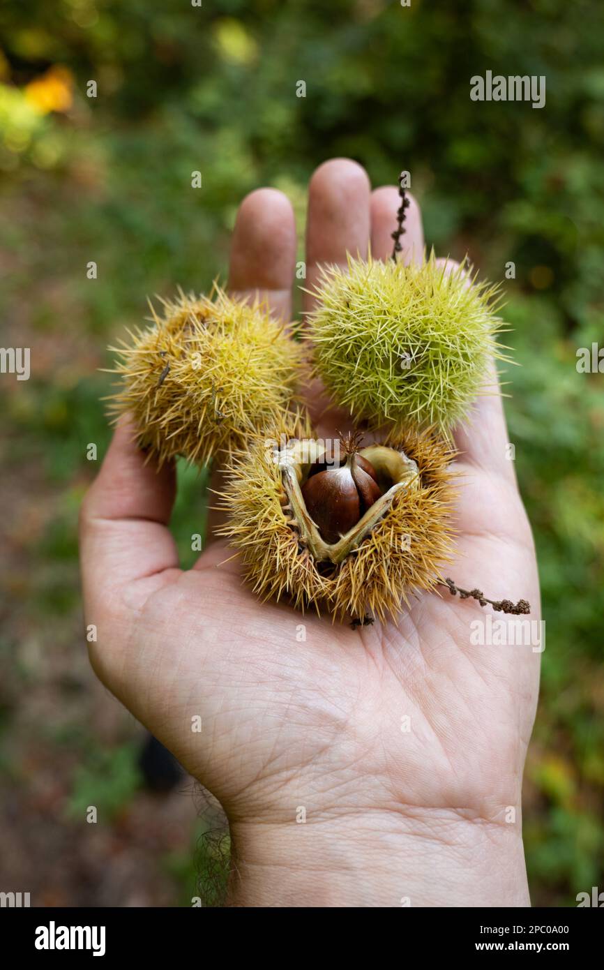 Spiked palm hi-res stock photography and images - Alamy