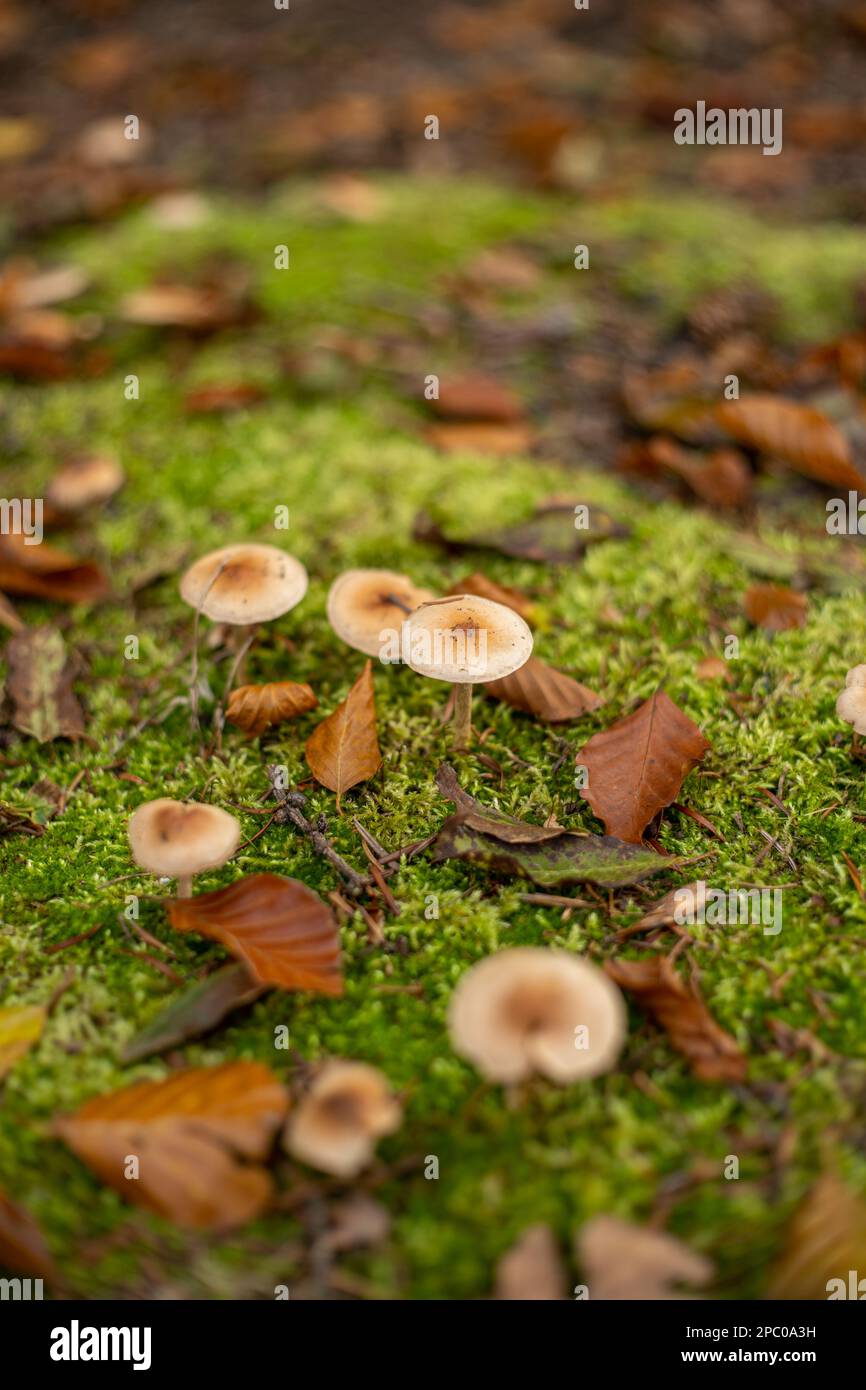 Bunch of wild mushrooms growing on mossy green forest ground in Europe ...