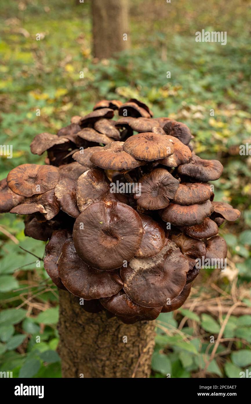 Bunch of wild mushrooms growing on tree stump in the forest in Europe ...