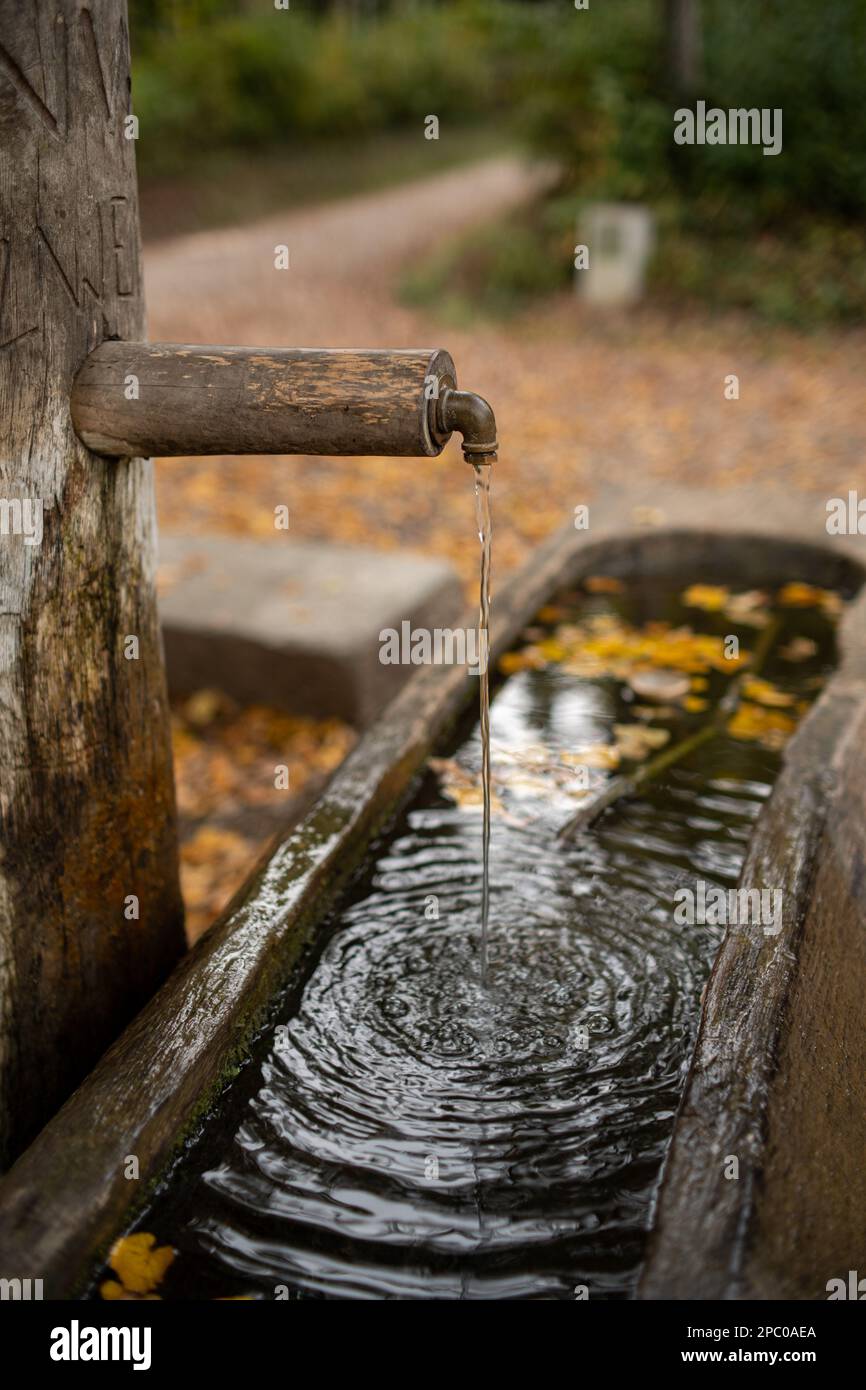 Carved wooden drinking water fountain in a forest in Europe. Autumnal ...
