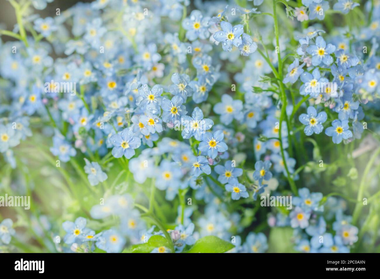 Real pretty delicate flowers of blue forget-me-nots like symbol of ...