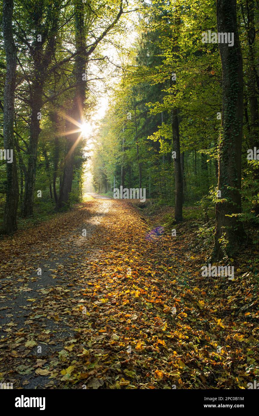 Autumn forest pathway scene with sunrays shining through colorful ...