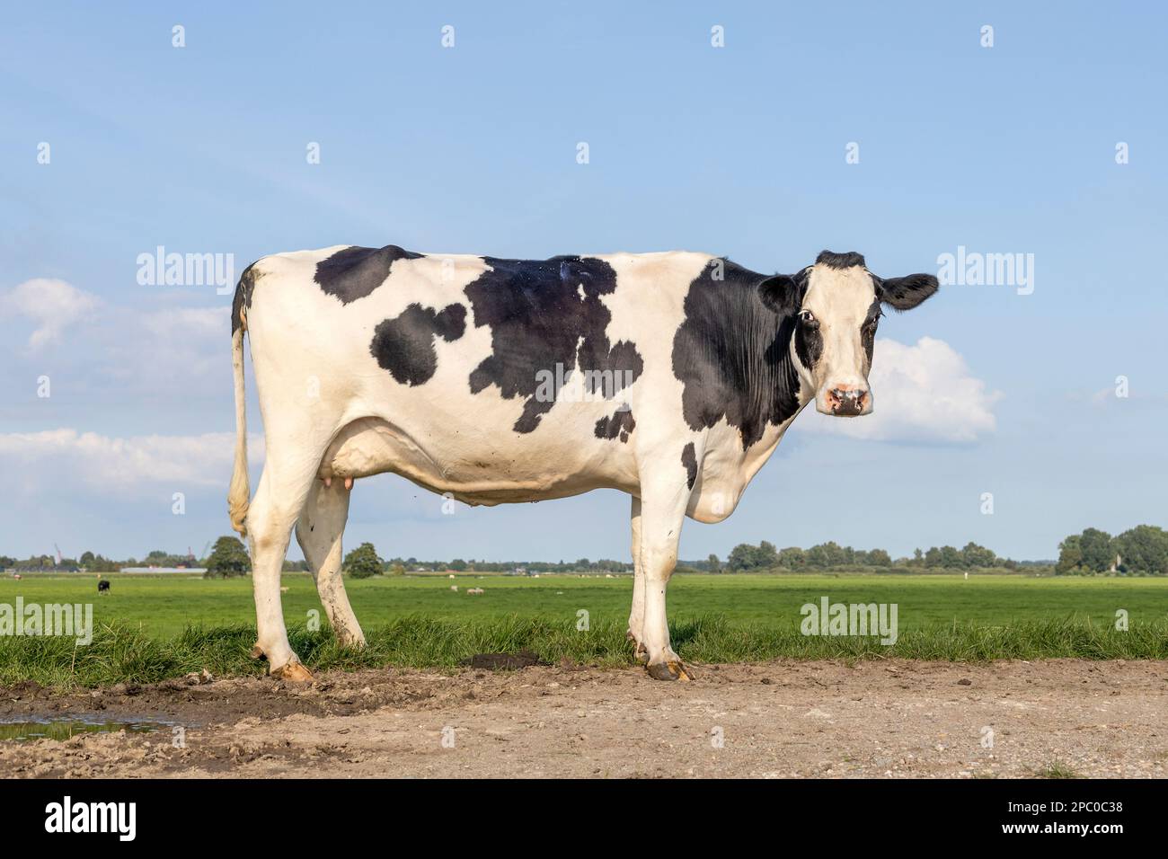Cows on a milking path, black and white, standing full length side view ...