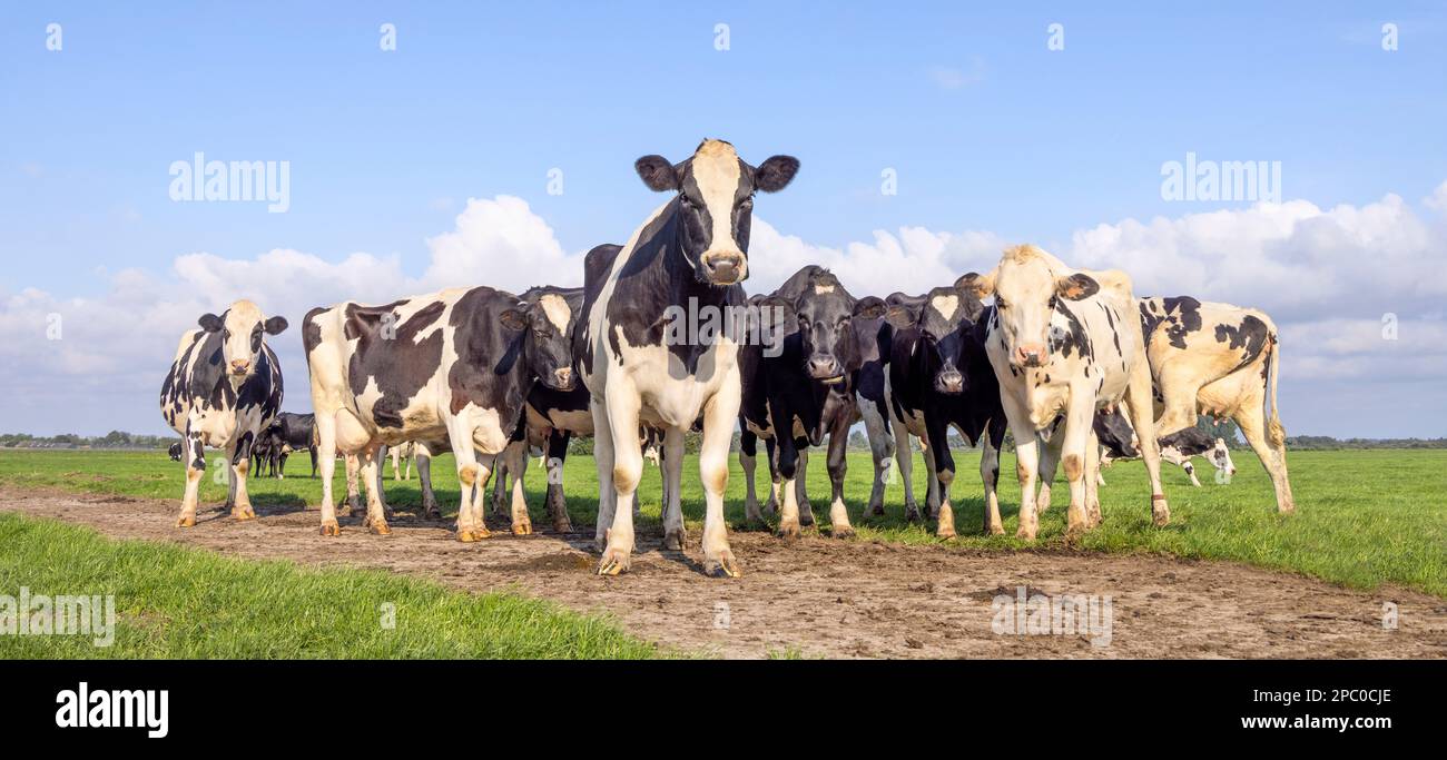 Cows, one cow in front row, a black and white herd, group together in a ...