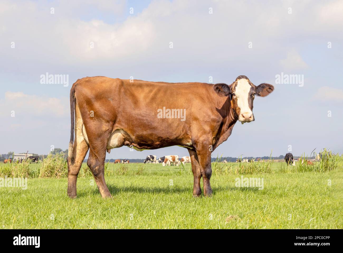Milk cow standing on green grass in a pasture and a blue sky, side view ...