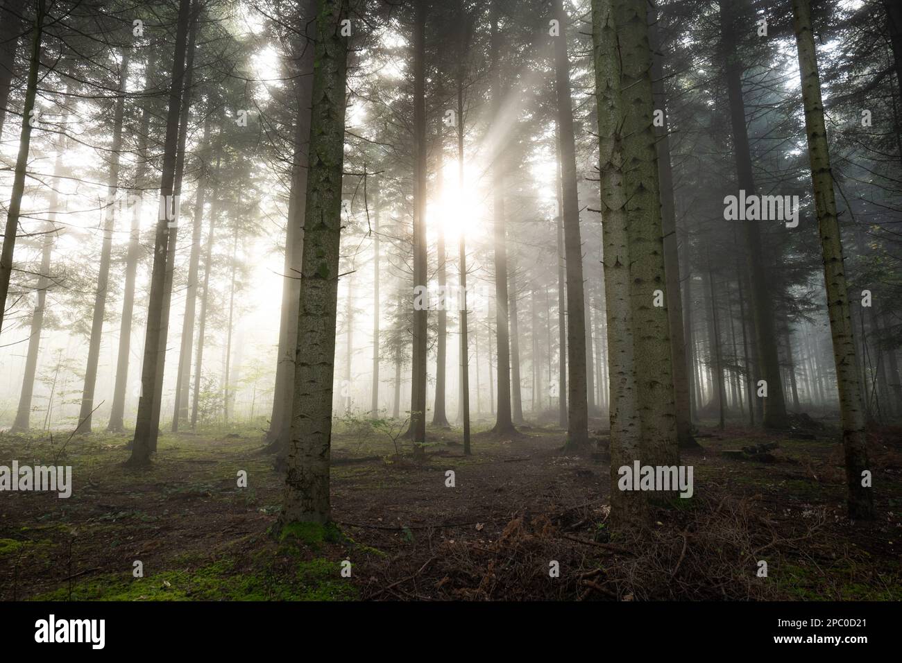 Autumn foggy forest scene with rising sun beaming through the morning ...