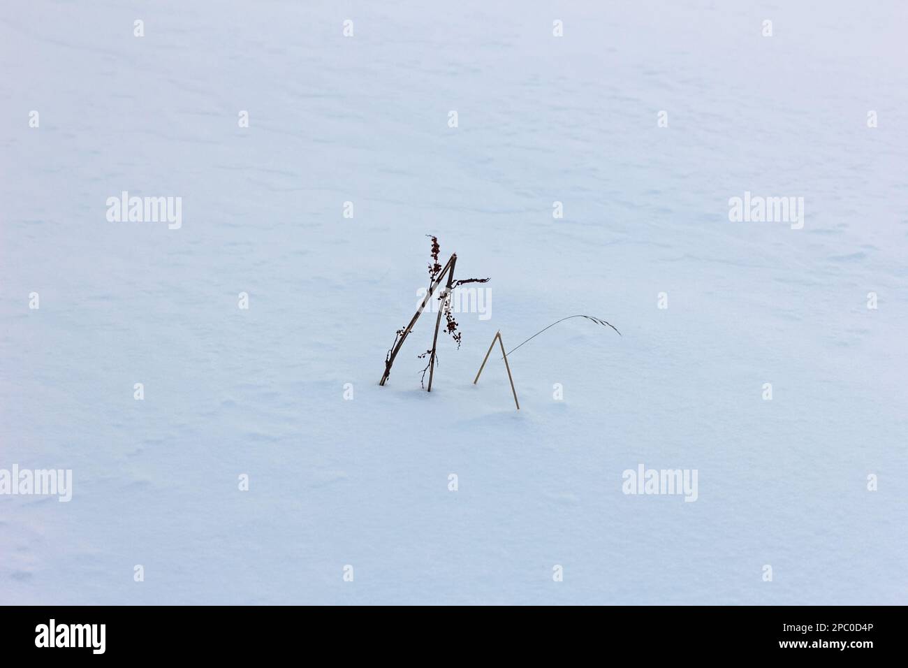 Snowy grass hi-res stock photography and images - Alamy