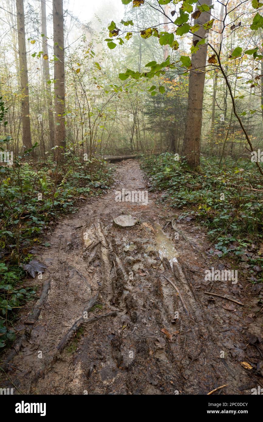 Autumn forest pathway of footpath, Muddy path with small puddles, no ...