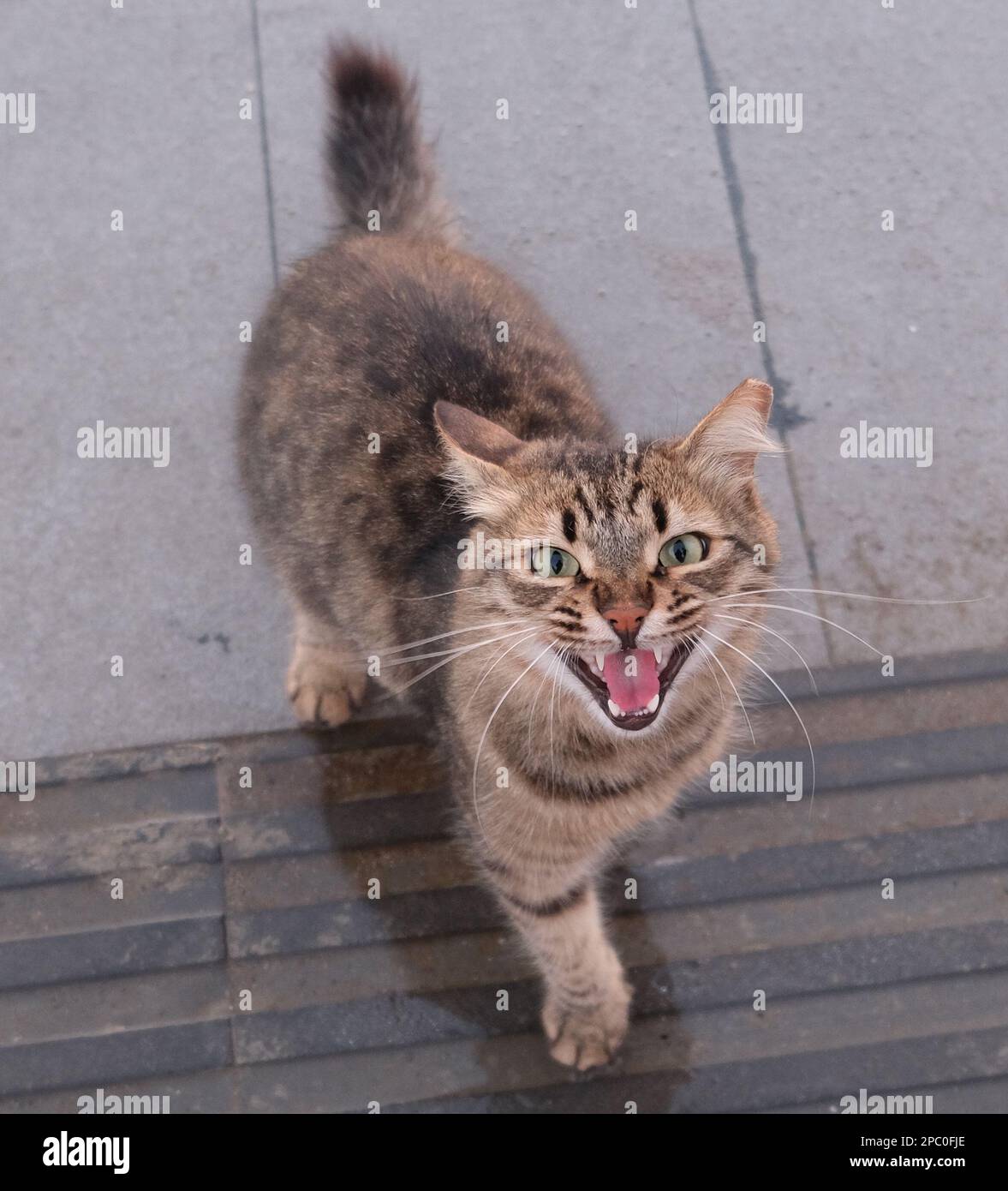 cat screaming on camera Stock Photo - Alamy