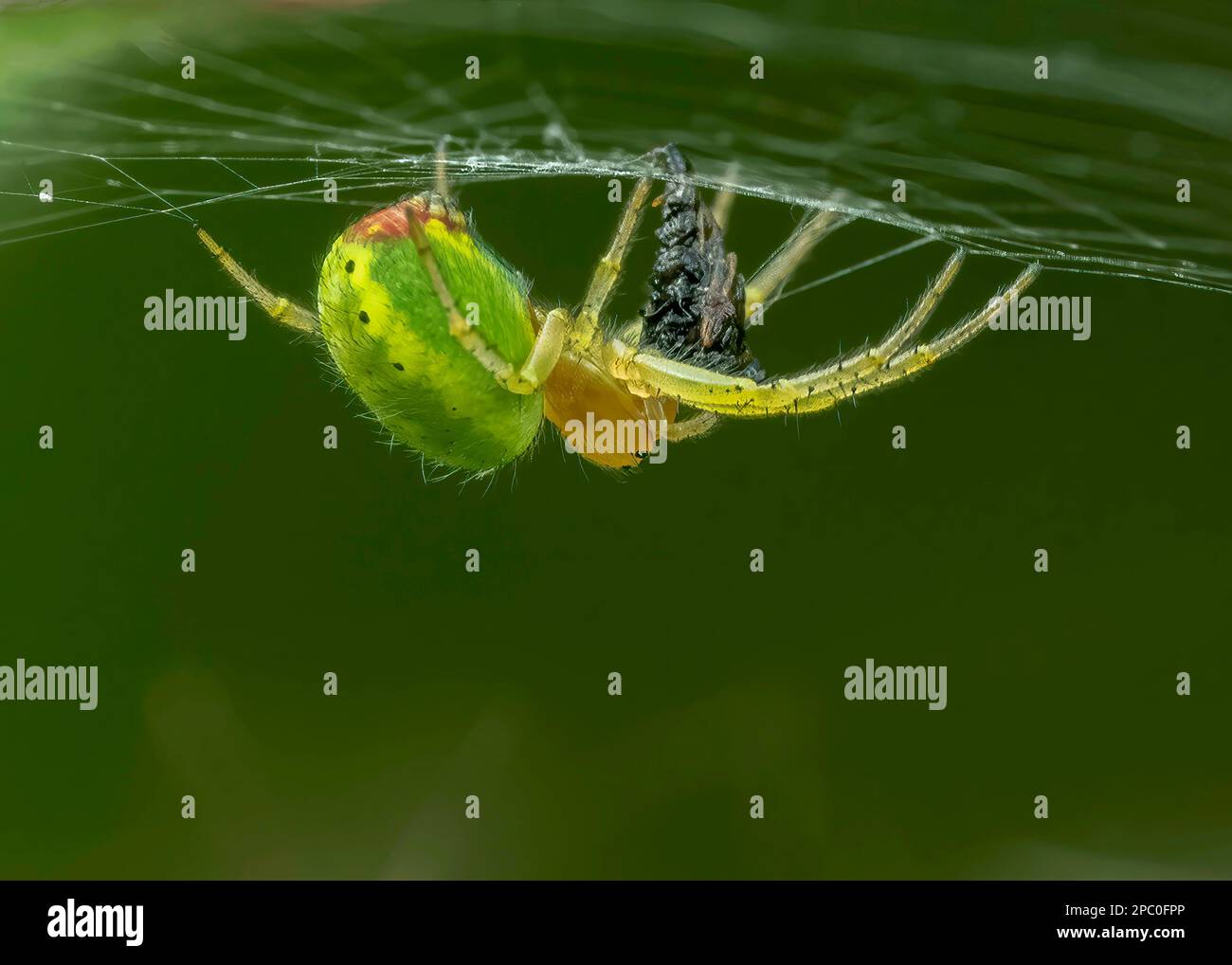 Cucumber Spider (Araniella cucurbitina), female with prey stuck in web ...