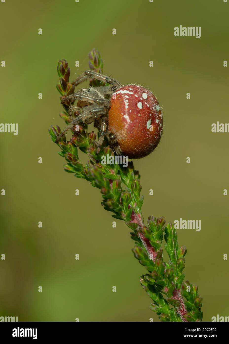Four-spotted Orb Weaver (Araneus quadratus), on Ling heather (Calluna ...