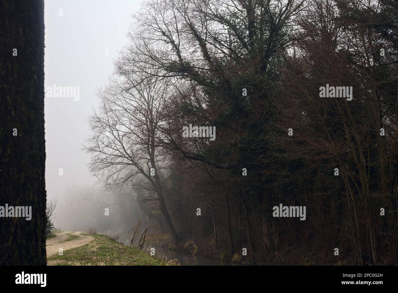 Stream of water that borders a forest next to a dirt path on a foggy ...
