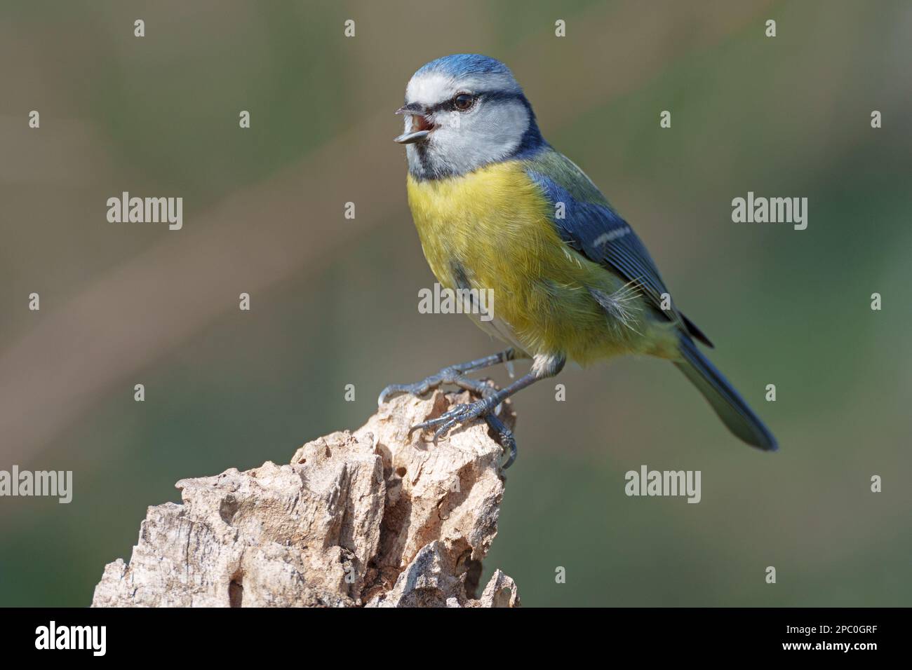 Cyanistes hi-res stock photography and images - Alamy