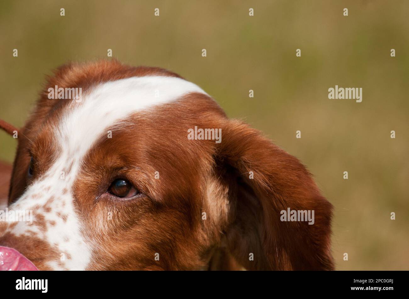 Welsh springer spaniel hi-res stock photography and images - Alamy
