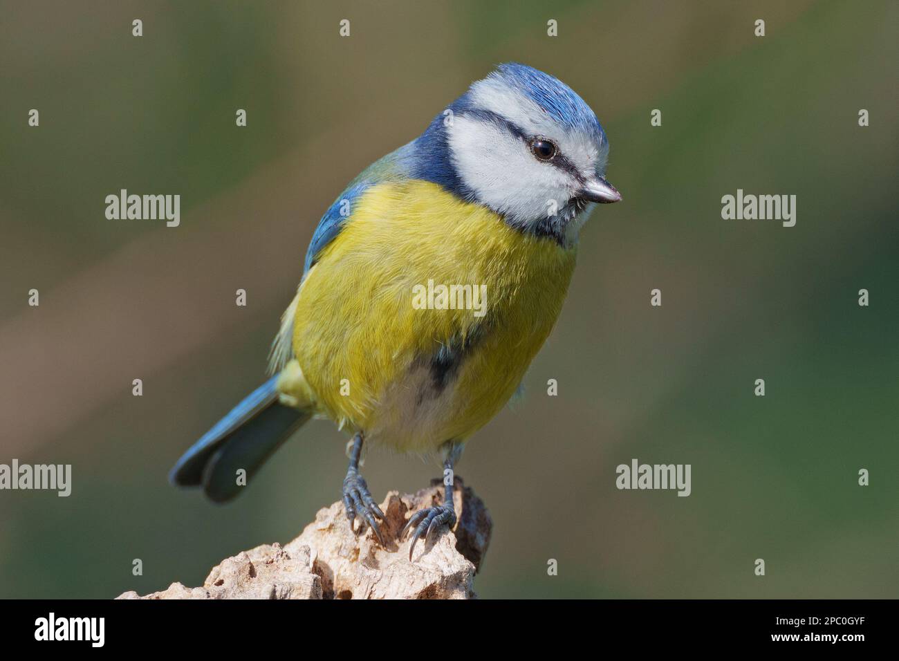 Cyanistes hi-res stock photography and images - Alamy