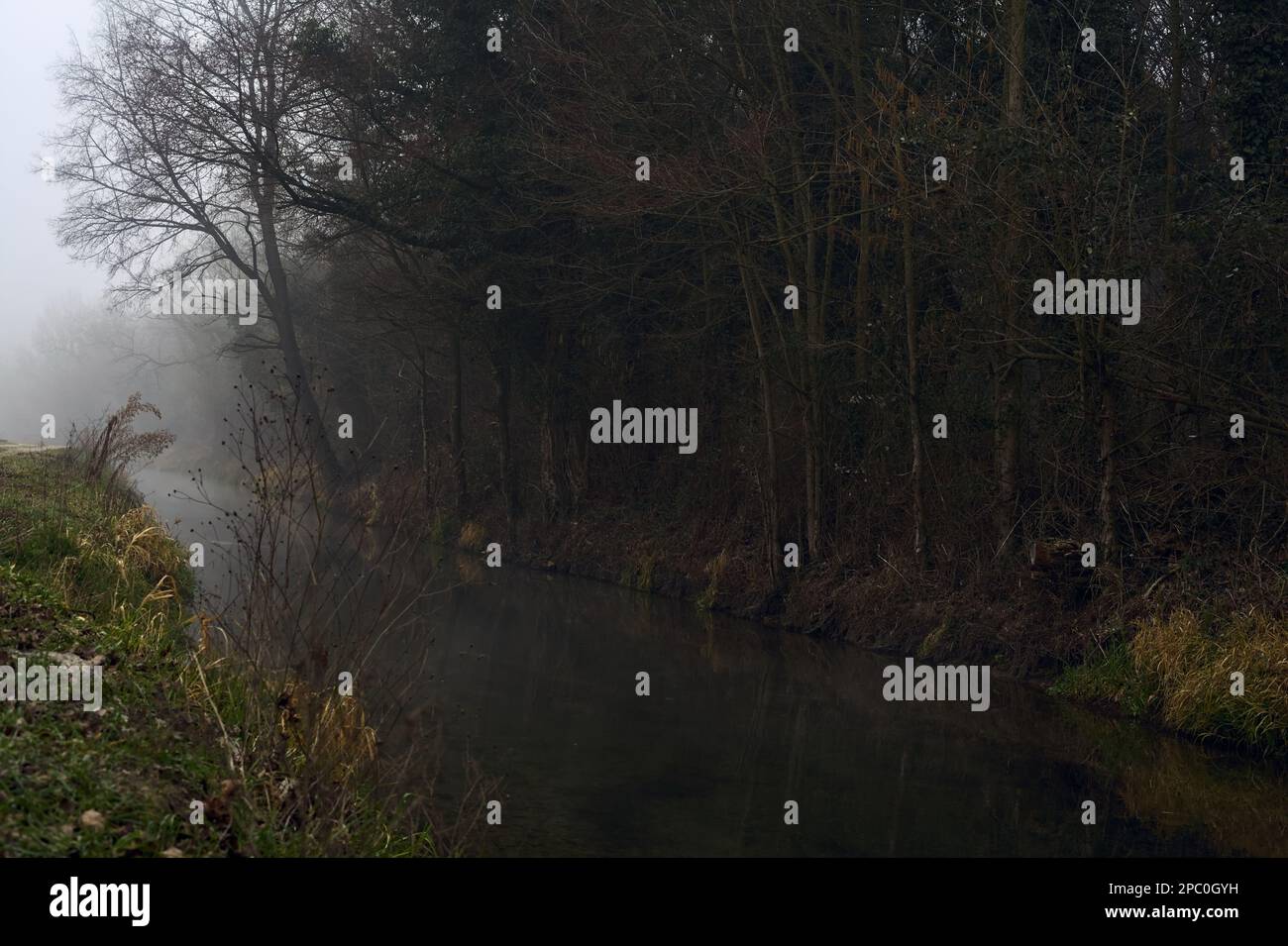 Stream of water that borders a forest next to a dirt path on a foggy ...