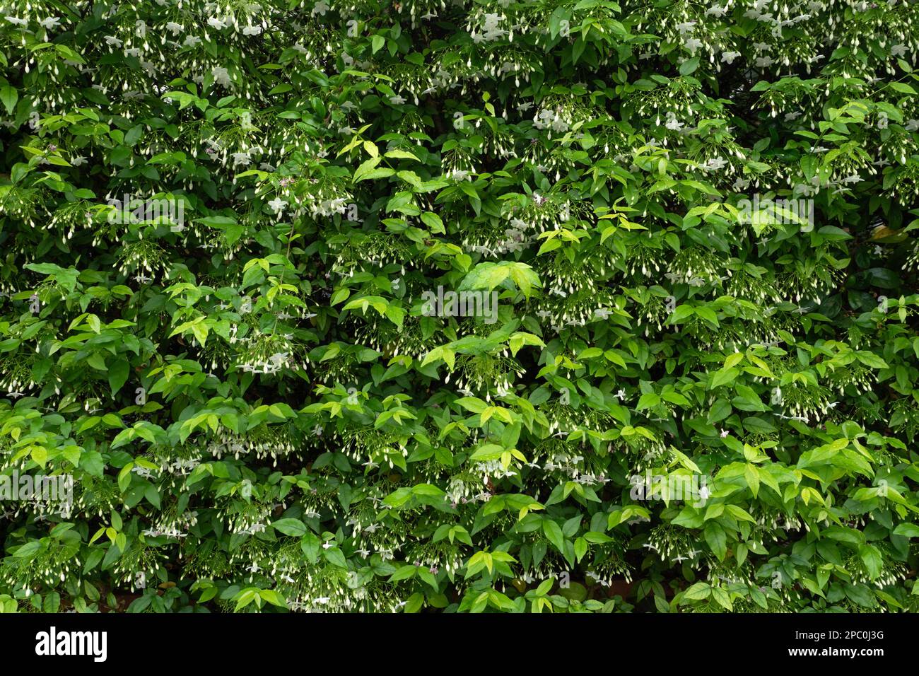 Water Jasmine or Moke tree with White Flowers in nature background ...