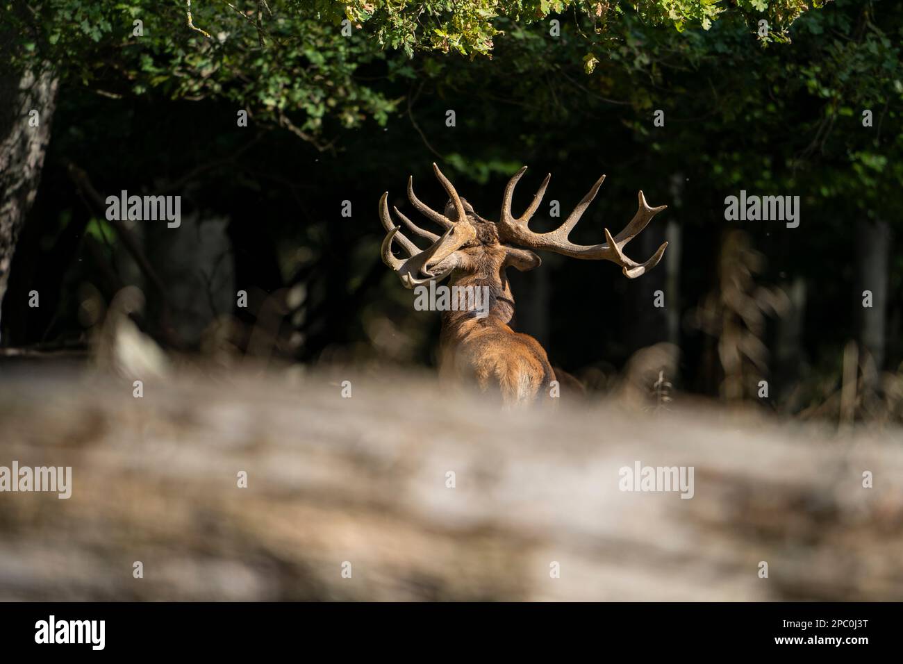 deer with large horns walking, running, screaming among females during ...