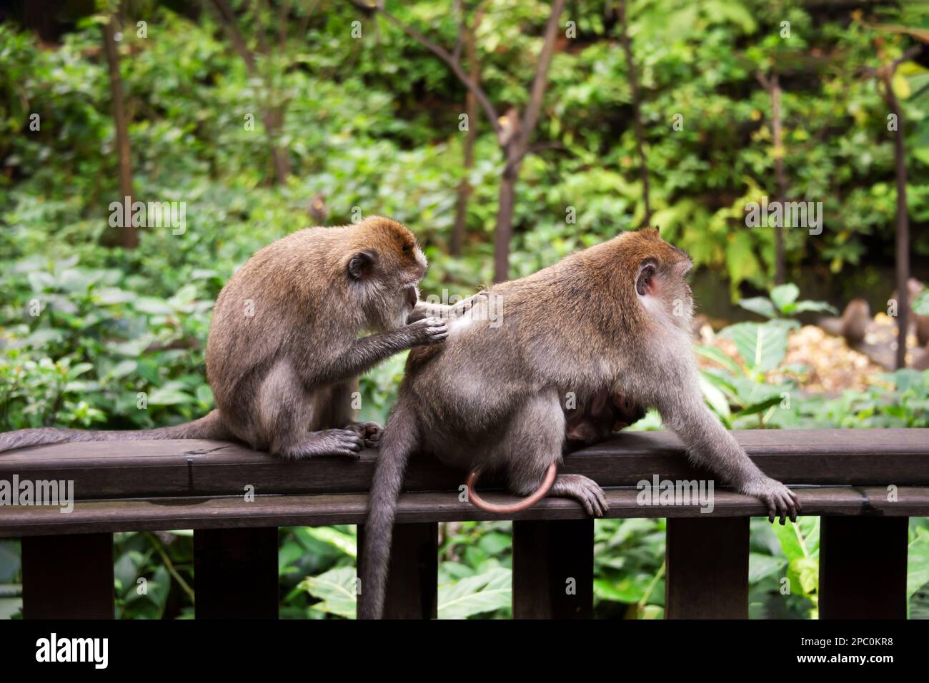 Group of wild monkeys in tropical rainforest in Asia Stock Photo - Alamy