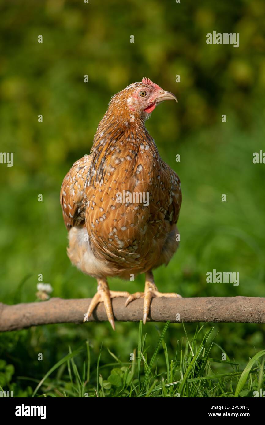 Hen in nature background Stock Photo - Alamy