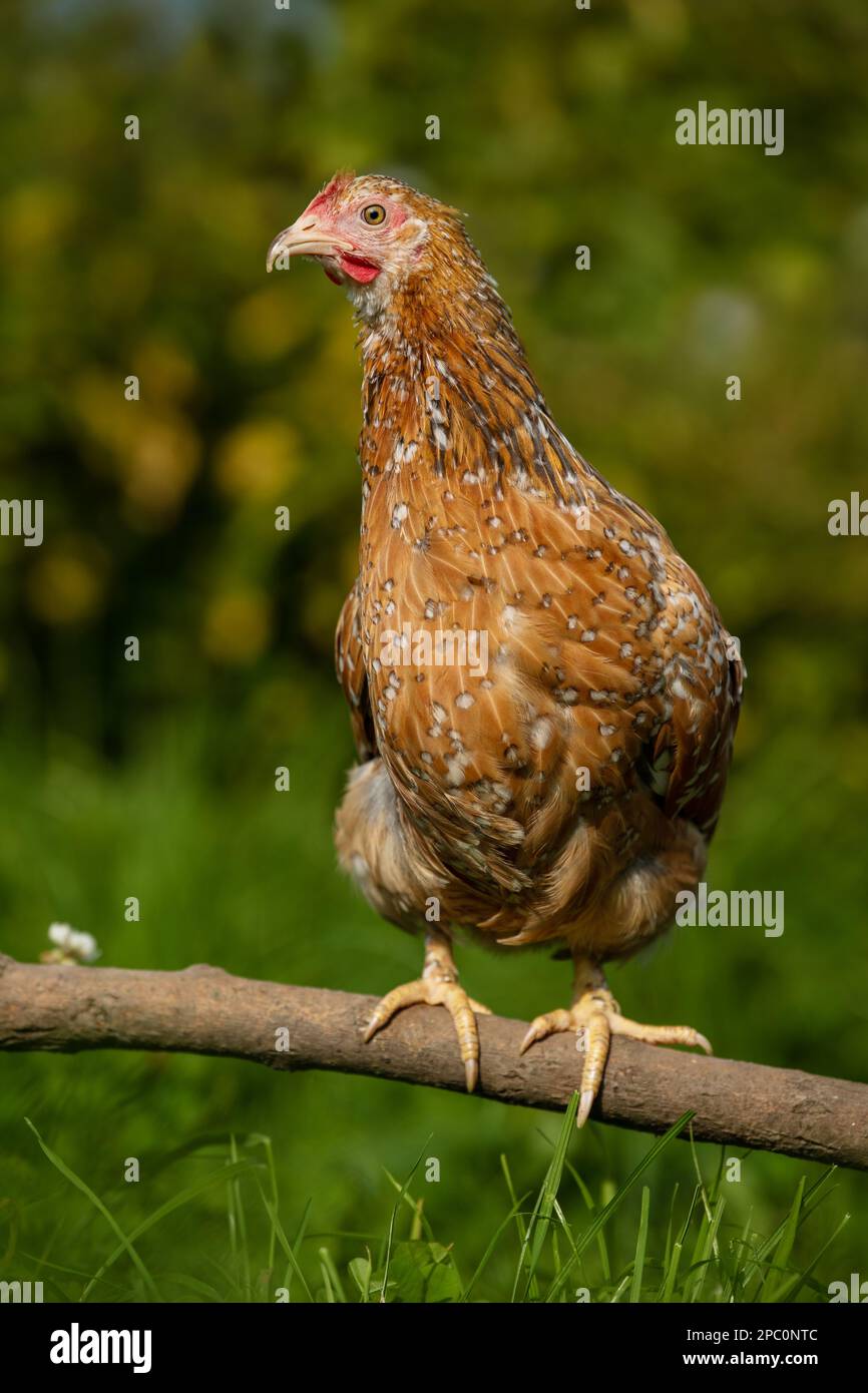 Hen in nature background Stock Photo - Alamy