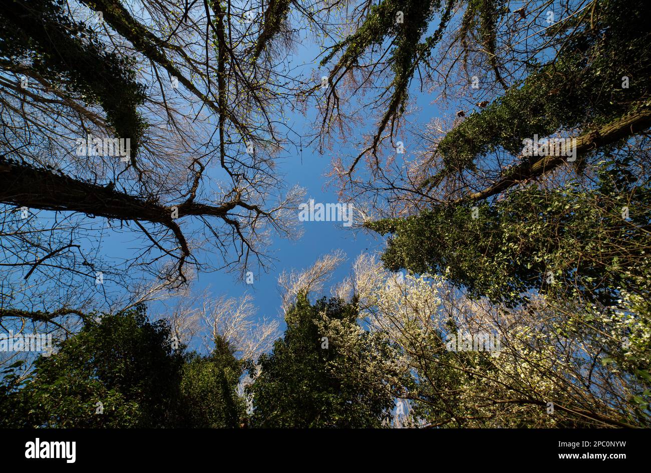 trees seen from below Stock Photo - Alamy
