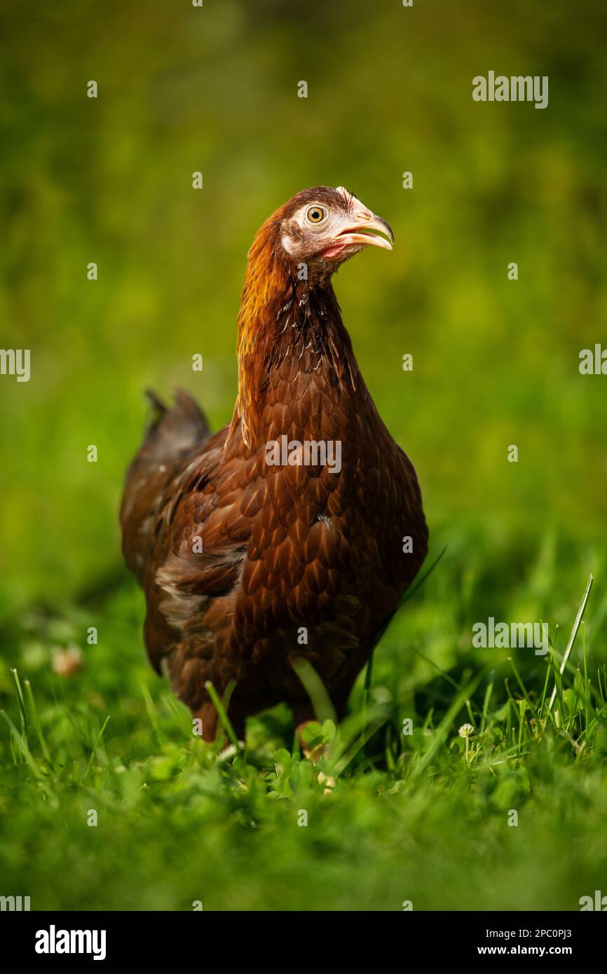 Hen in nature background Stock Photo - Alamy