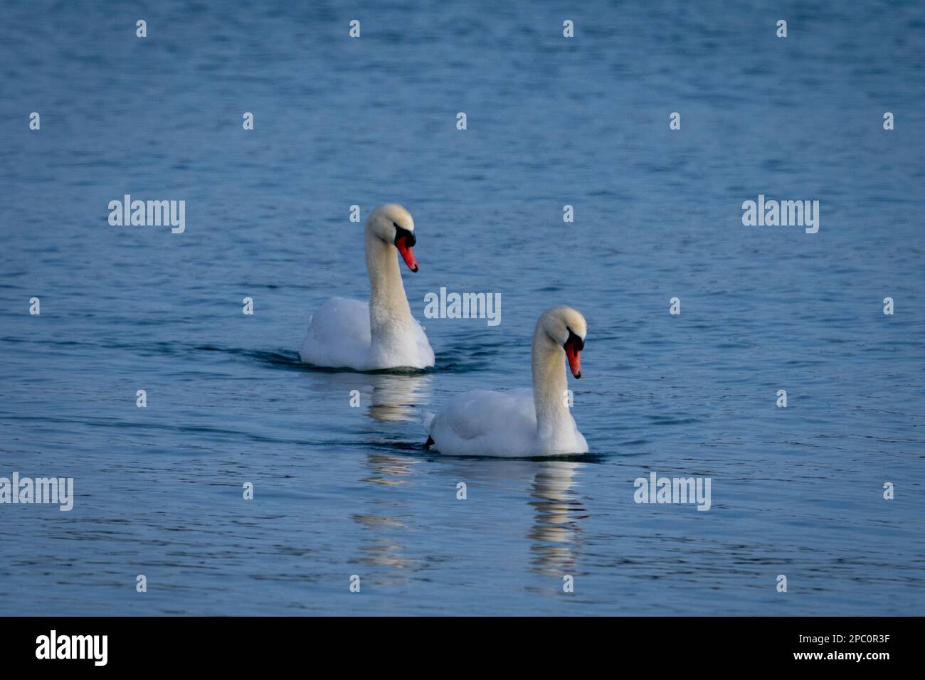 Mute swans, Latin name Cygnus olor, is an introduced species in North ...