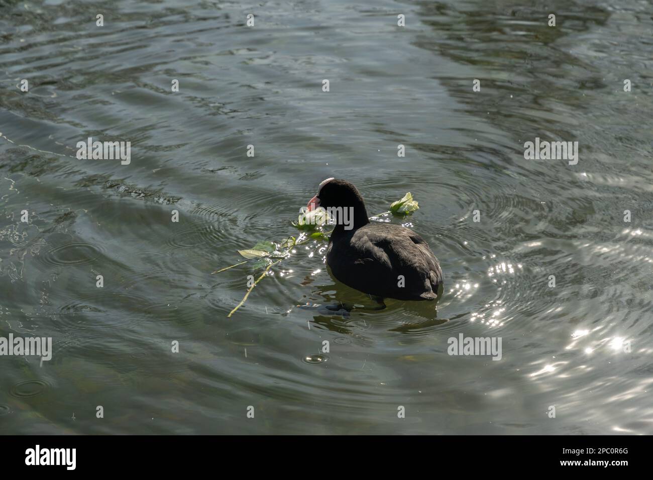 Unteraegeri, Switzerland, February 20, 2023 Coot with yellow roses in ...