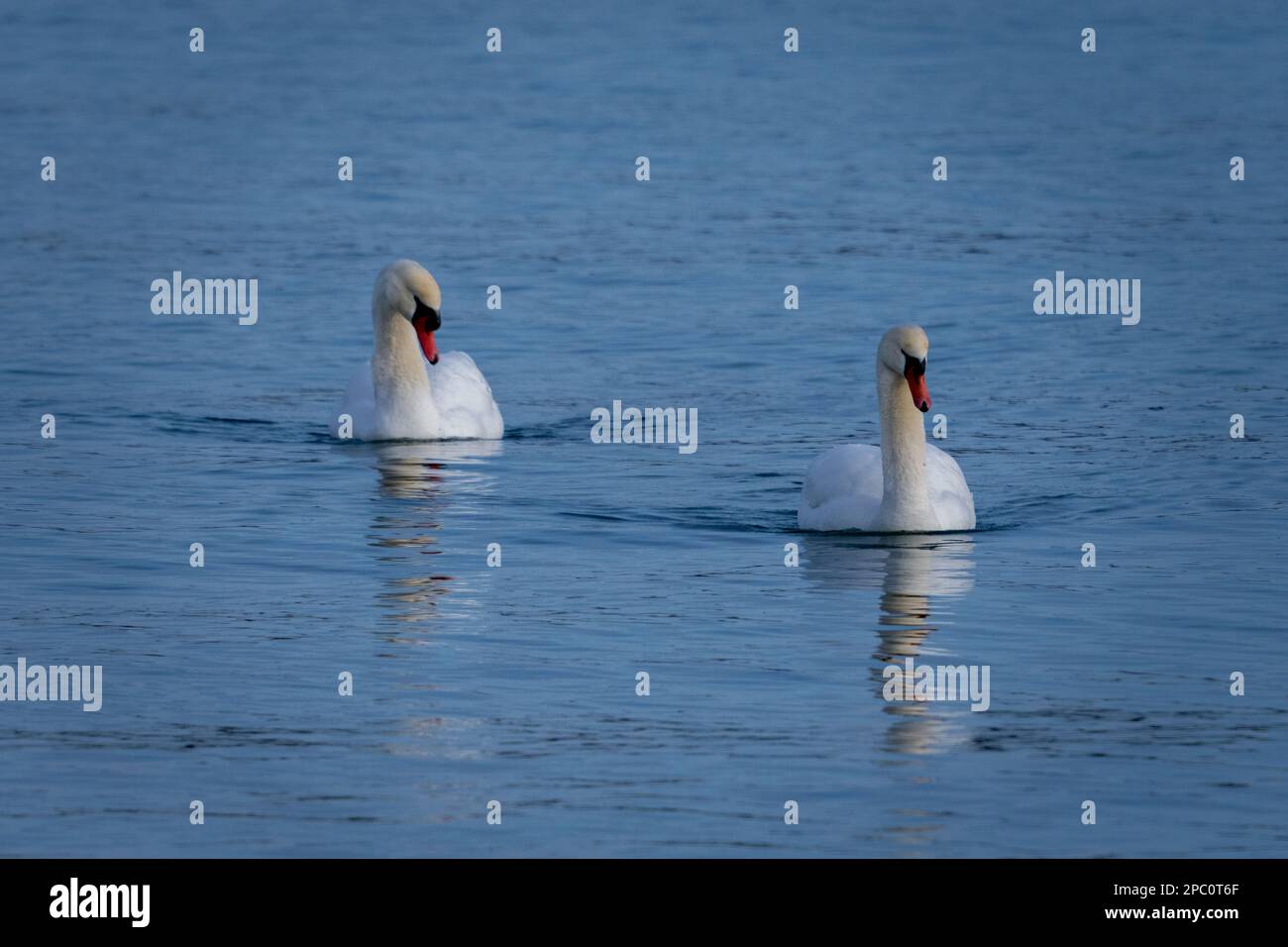 Mute swans, Latin name Cygnus olor, is an introduced species in North ...