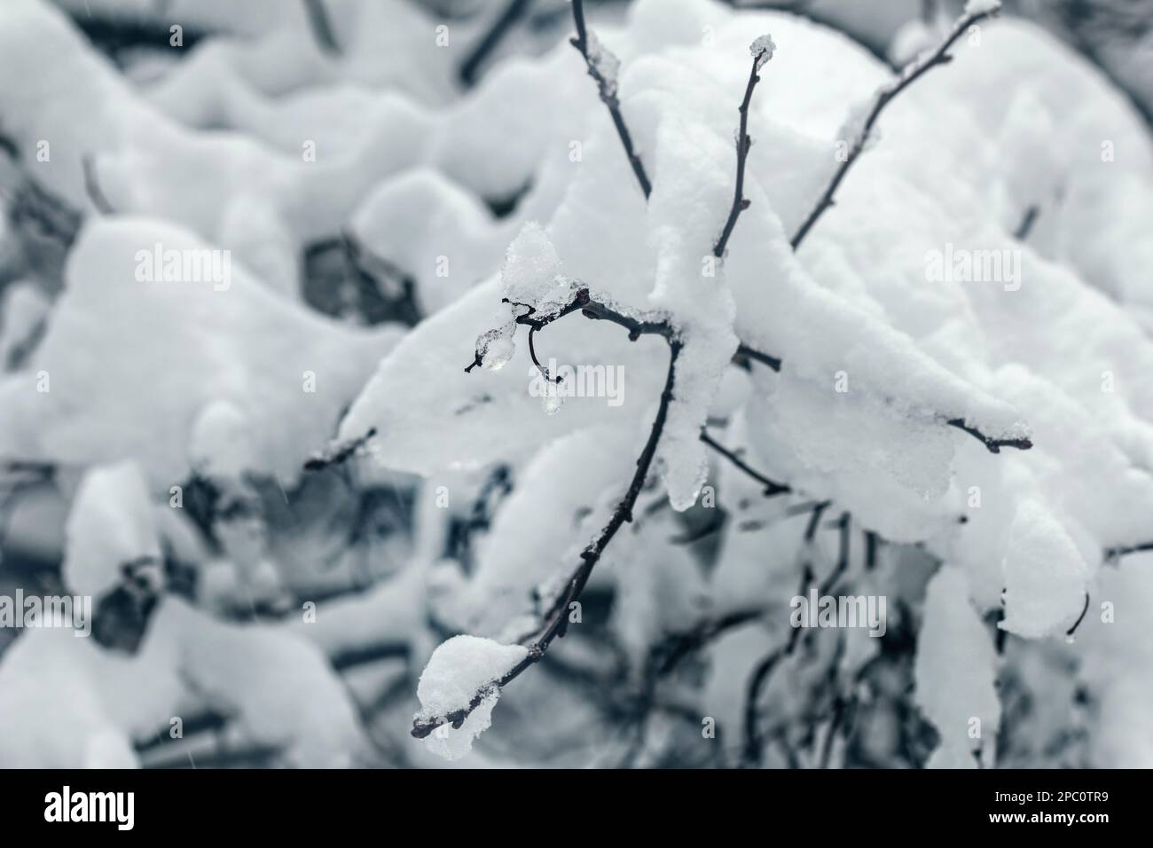 Beauty real big snow on branches at clody winter pretty moment Stock ...