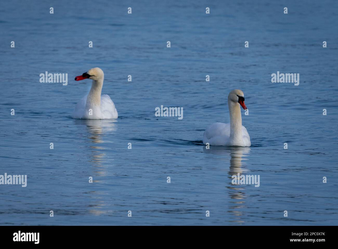 Mute swans, Latin name Cygnus olor, is an introduced species in North ...