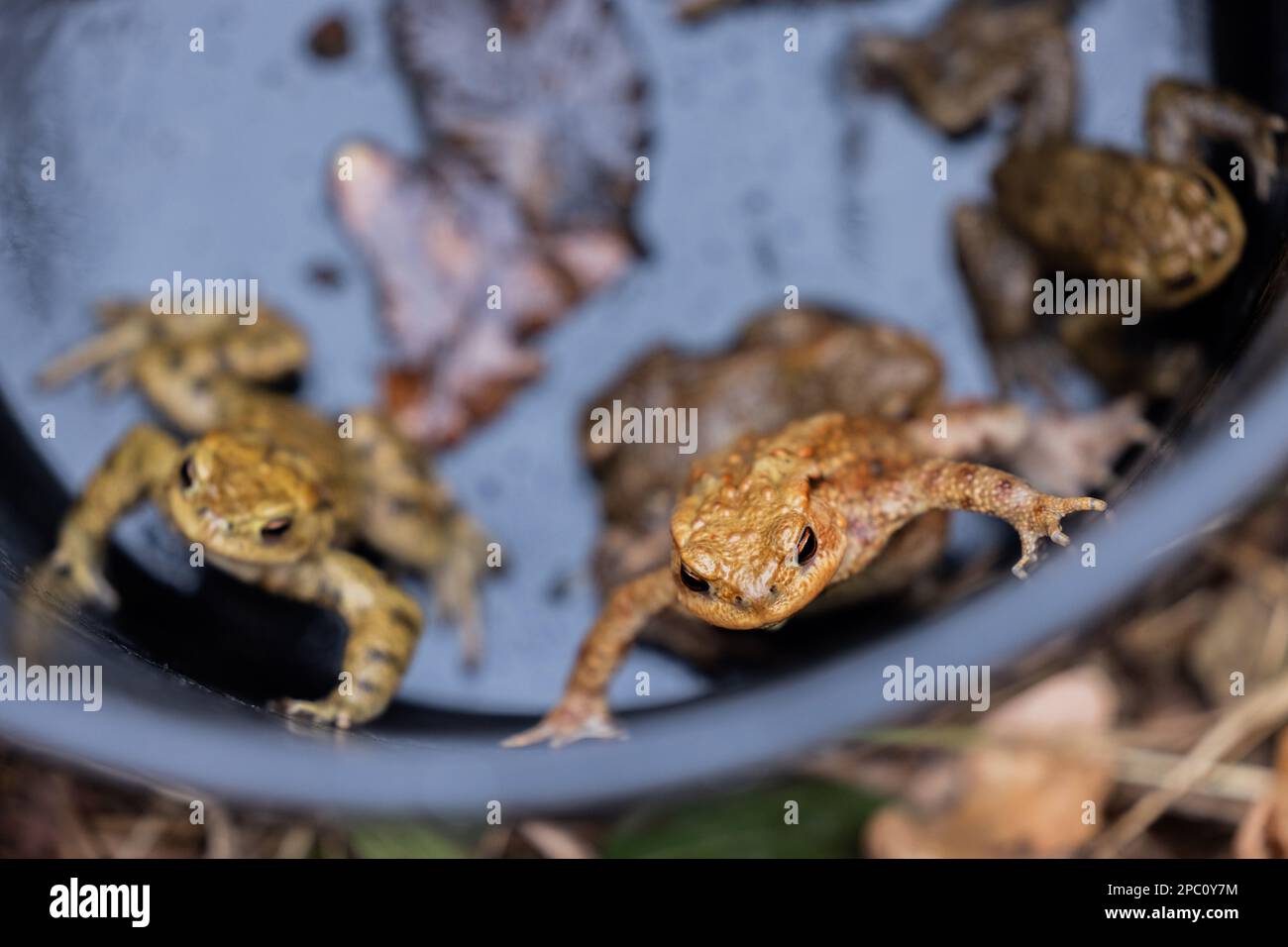 Bonn, Germany. 13th Mar, 2023. Common toads squat in a bucket in front ...