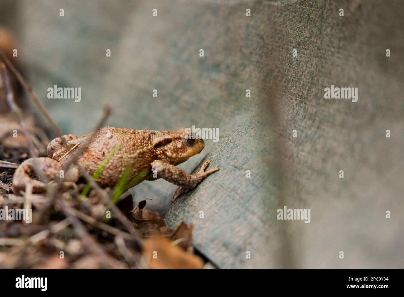 Bonn, Germany. 13th Mar, 2023. A common toad squats on in front of a ...