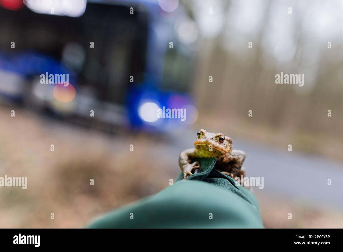 Bonn, Germany. 13th Mar, 2023. A common toad squats on one hand in ...