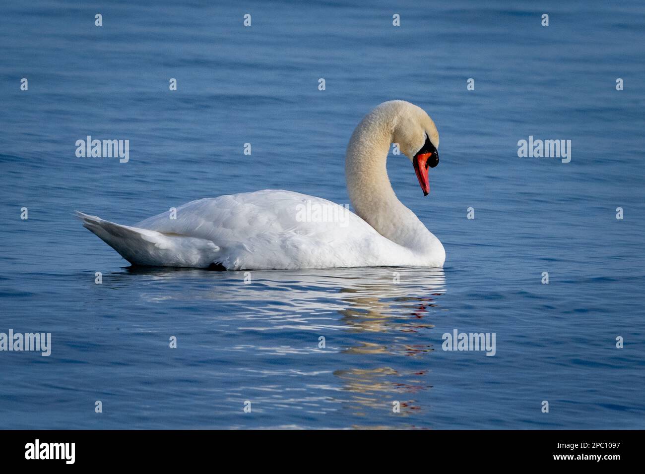 Mute swans, Latin name Cygnus olor, is an introduced species in North ...