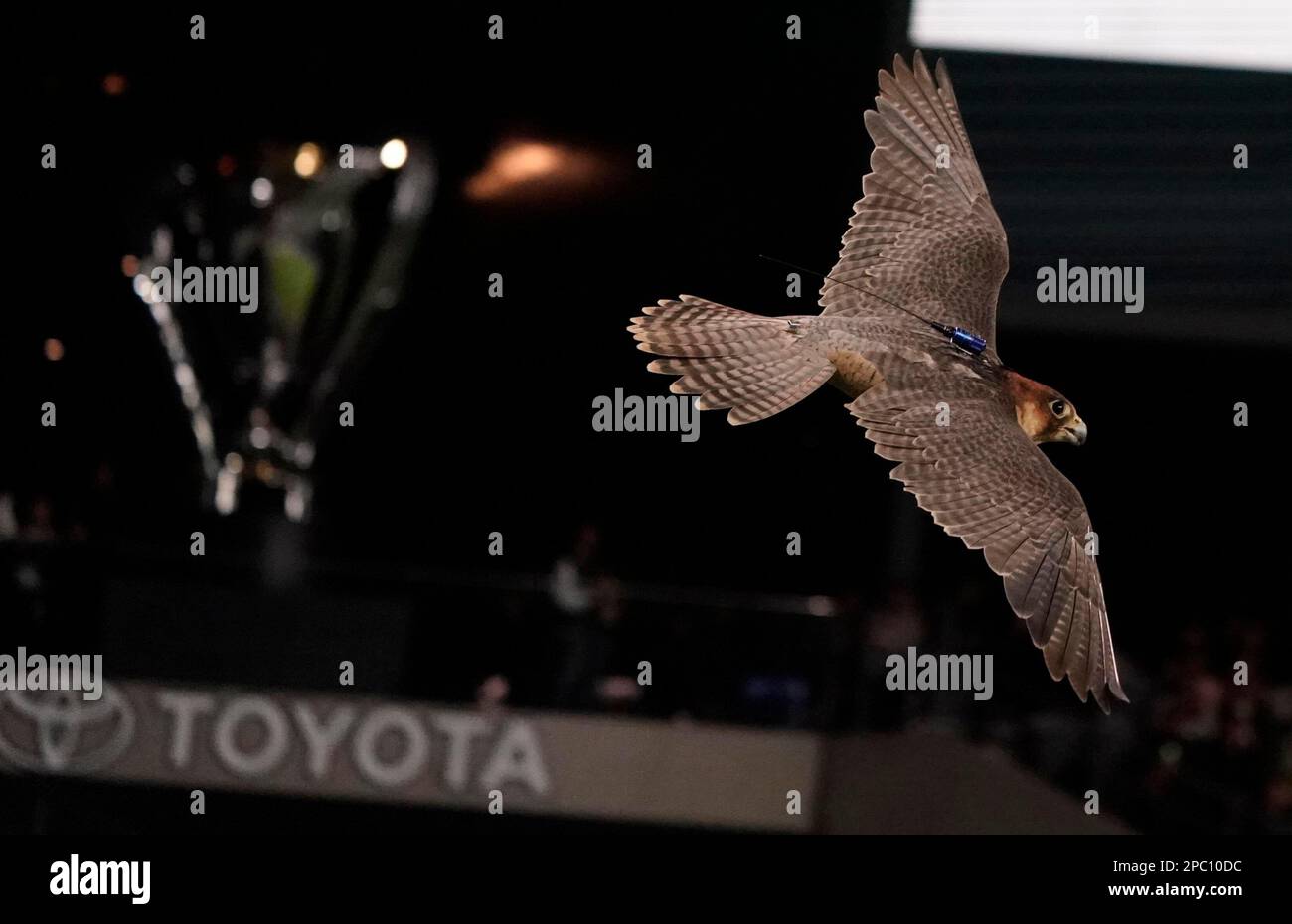 March 12, 2023: LAFC mascot, Olle the falcon, soars past the giant ...