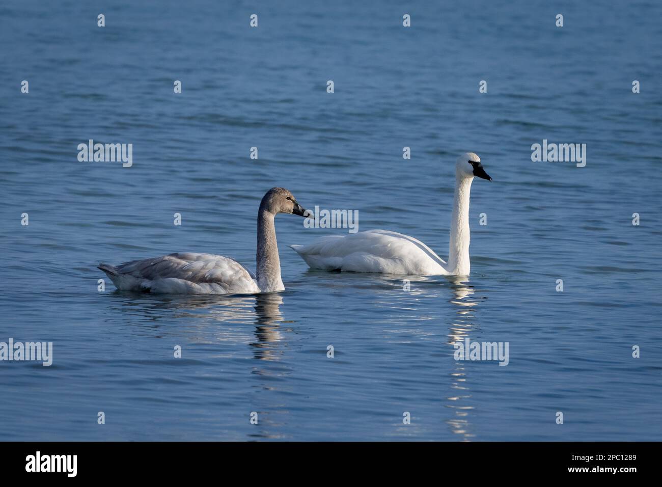 Mute swans, Latin name Cygnus olor, is an introduced species in North ...
