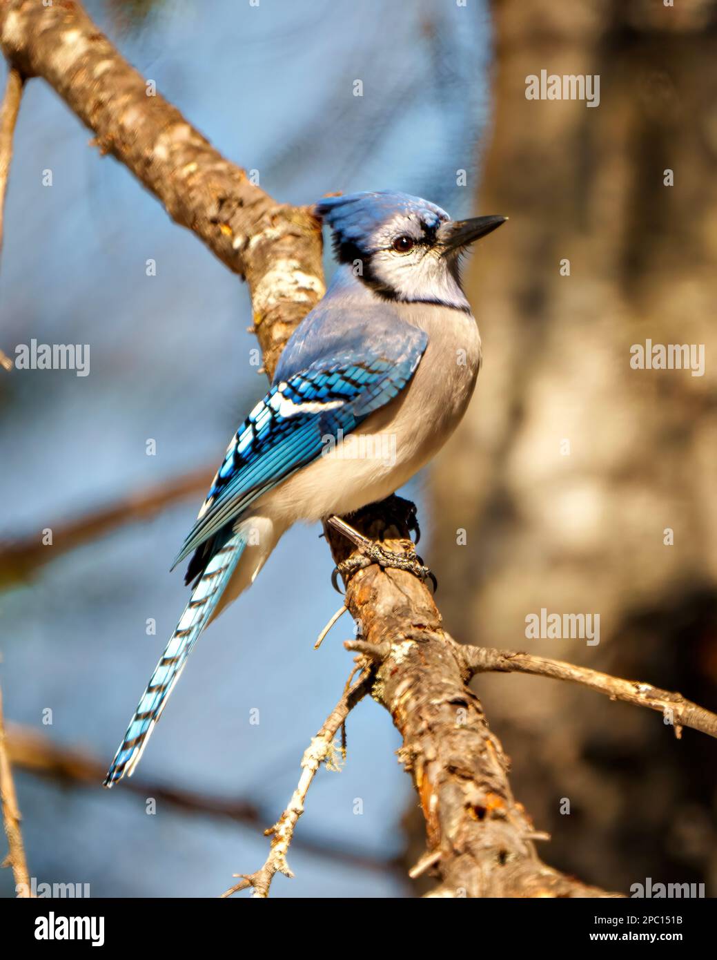 Blue Jay close-up side view, perched on a tree branch with blur ...