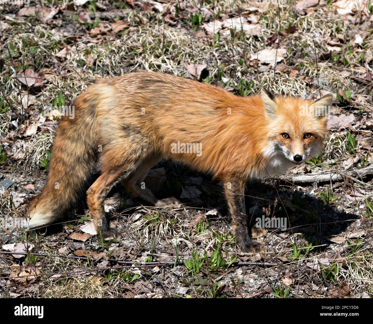 Red fox close-up profile side view in the spring season displaying fox ...