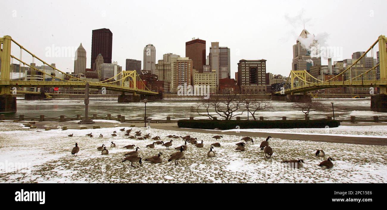 The Pittsburgh skyline is seen as a flock of geese gather along the ...